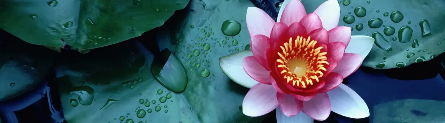 Lotus Library - free Buddhist eBooks